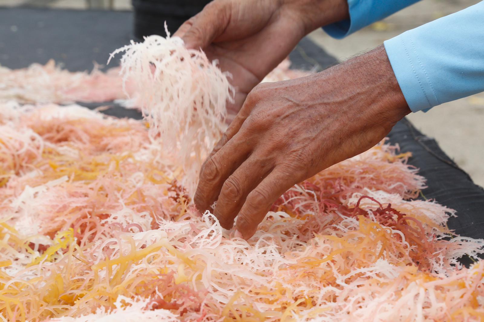 Seeding the Sea - Barriers: The changing relationship between humans ...